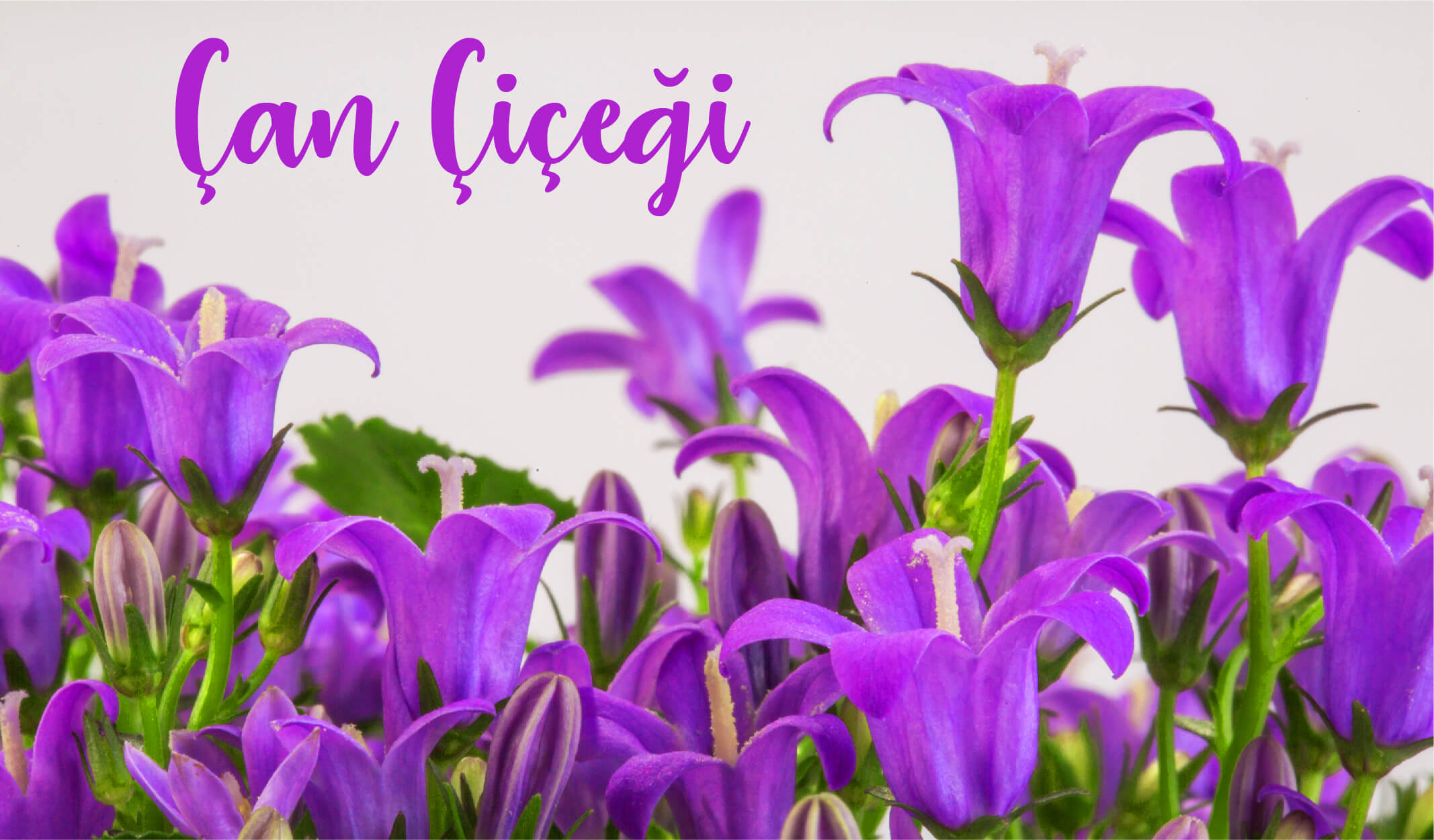 Türkiye’nin Nadide 9 Endemik Bitkisi - Halkbank Kültür ve Yaşam