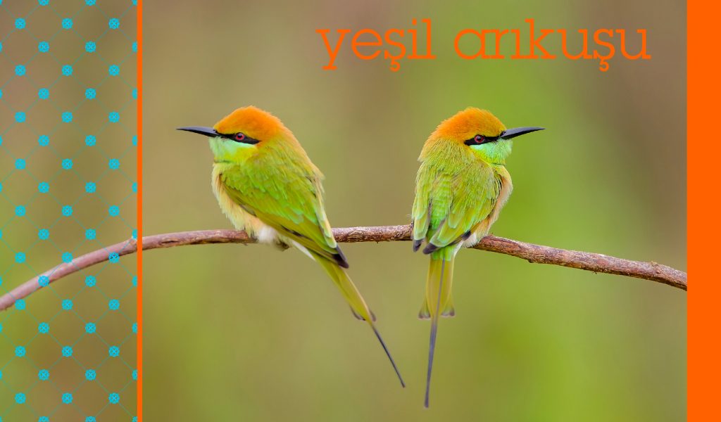 Halkbank Kültür ve Yaşam