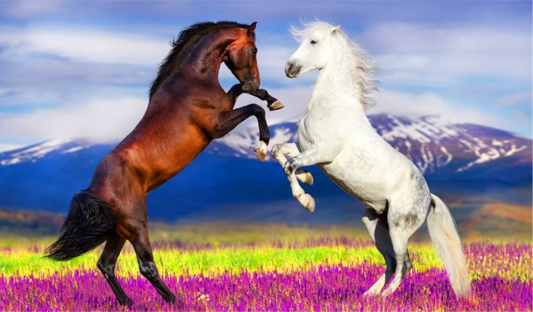 Halkbank Kültür ve Yaşam