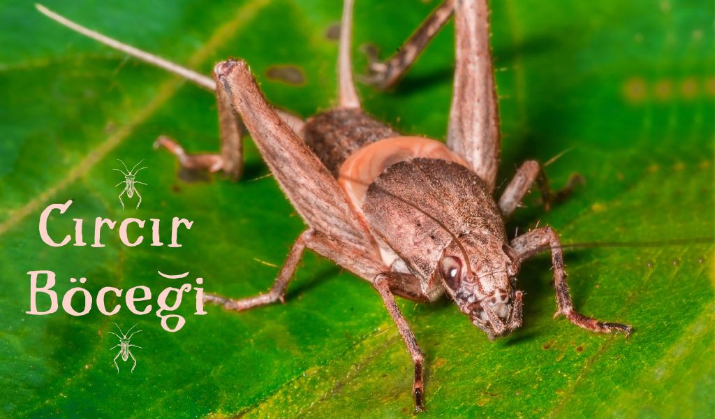 Halkbank Kültür ve Yaşam