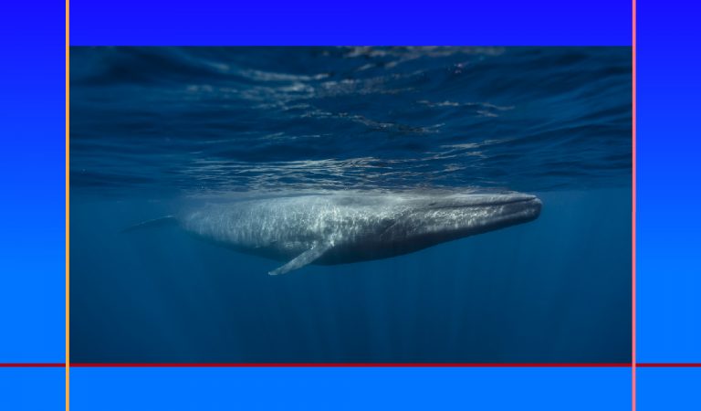 Halkbank Kültür ve Yaşam