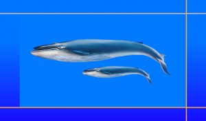 Halkbank Kültür ve Yaşam