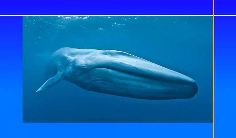 Halkbank Kültür ve Yaşam