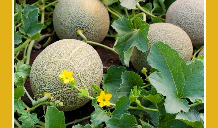 Halkbank Kültür ve Yaşam