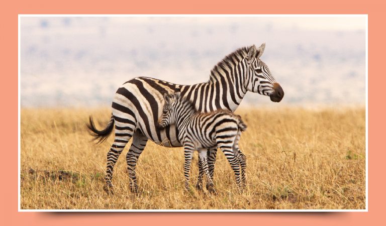 Halkbank Kültür ve Yaşam