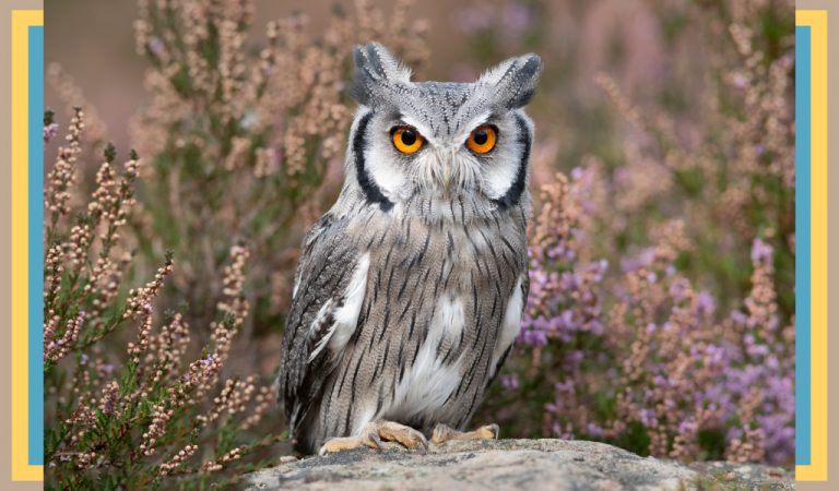 Halkbank Kültür ve Yaşam